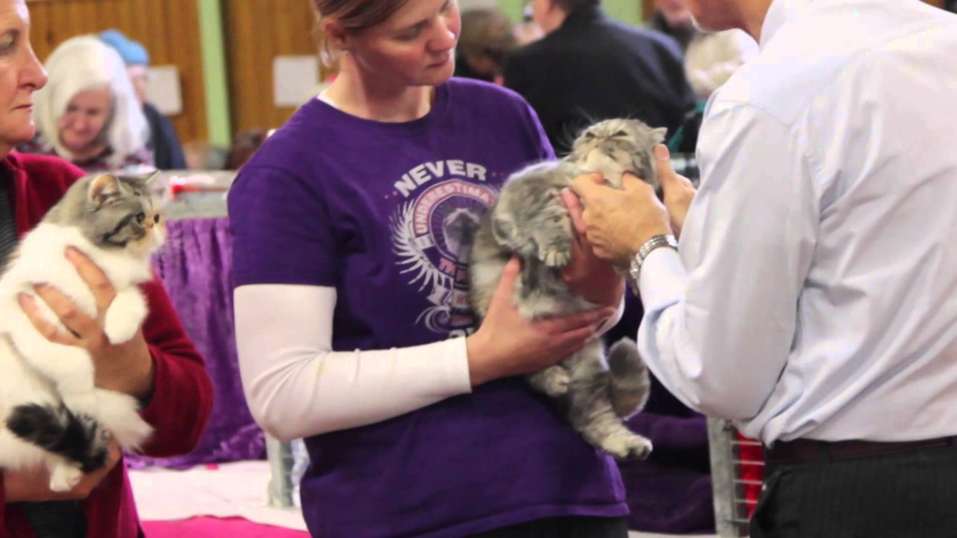 VIDEO: Nelson Cat Show | Nelson Weekly